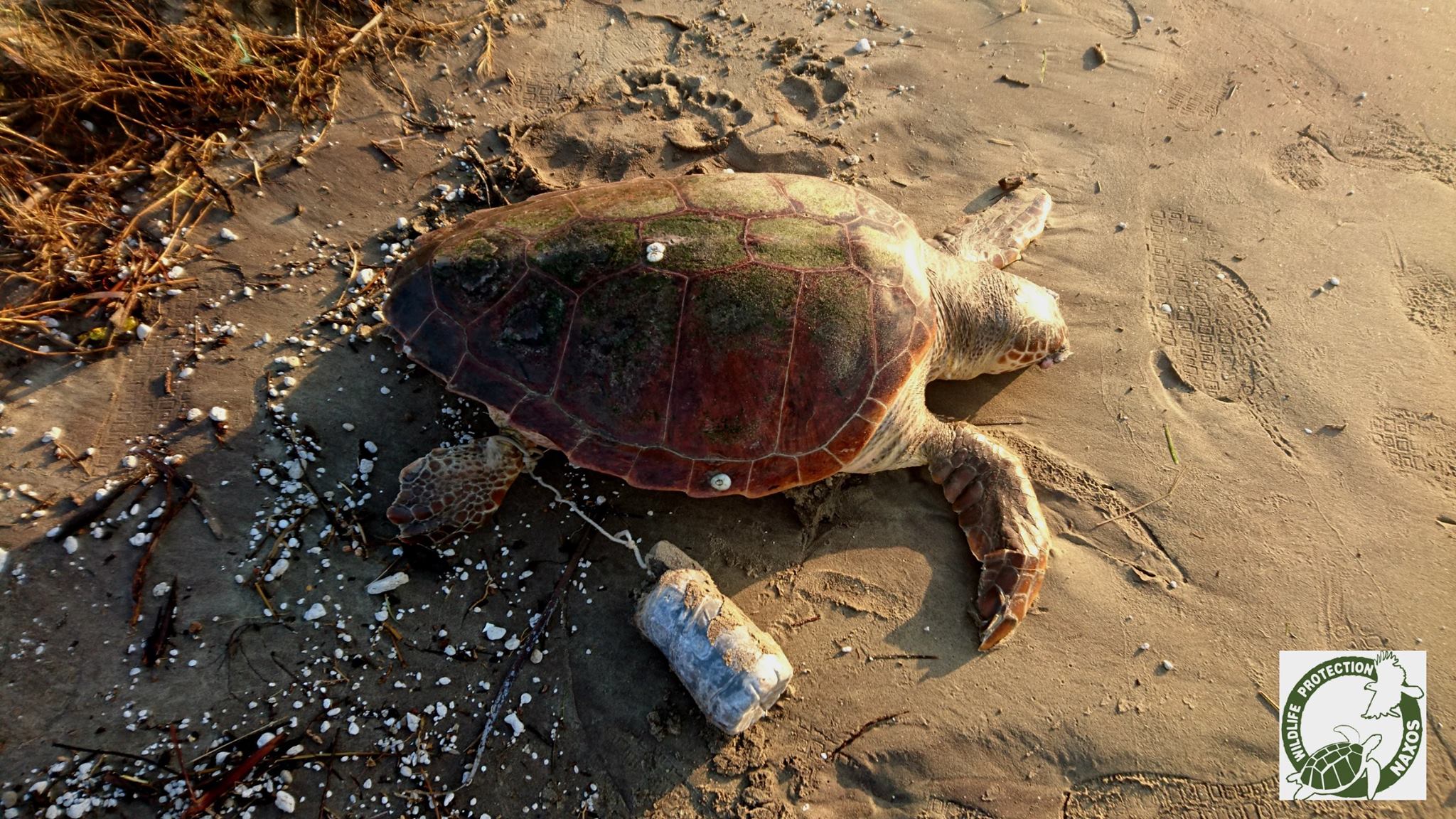 Θαλάσσιες Χελώνες – Naxos Wildlife Protection