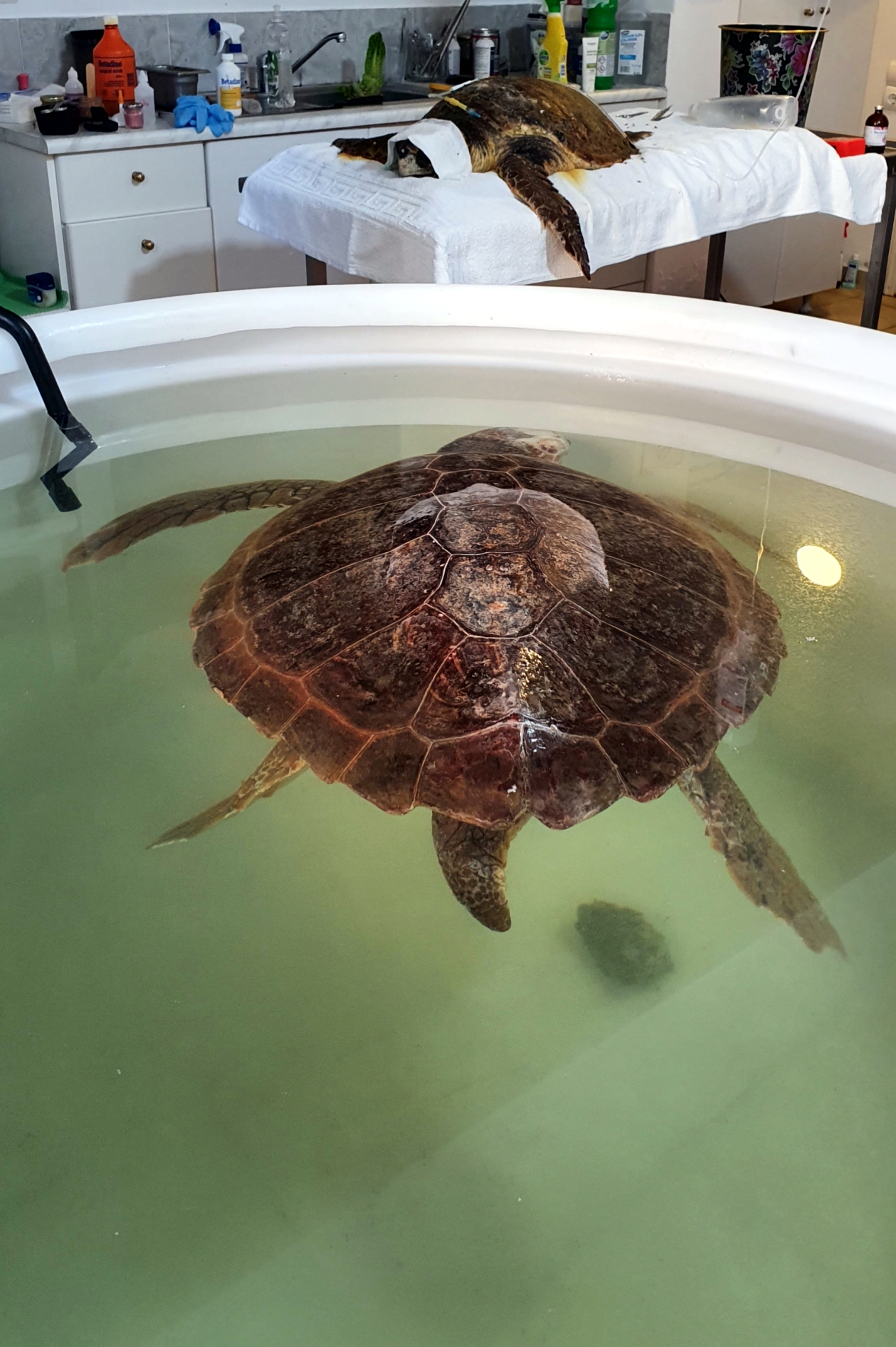 Sea Turtles – Naxos Wildlife Protection